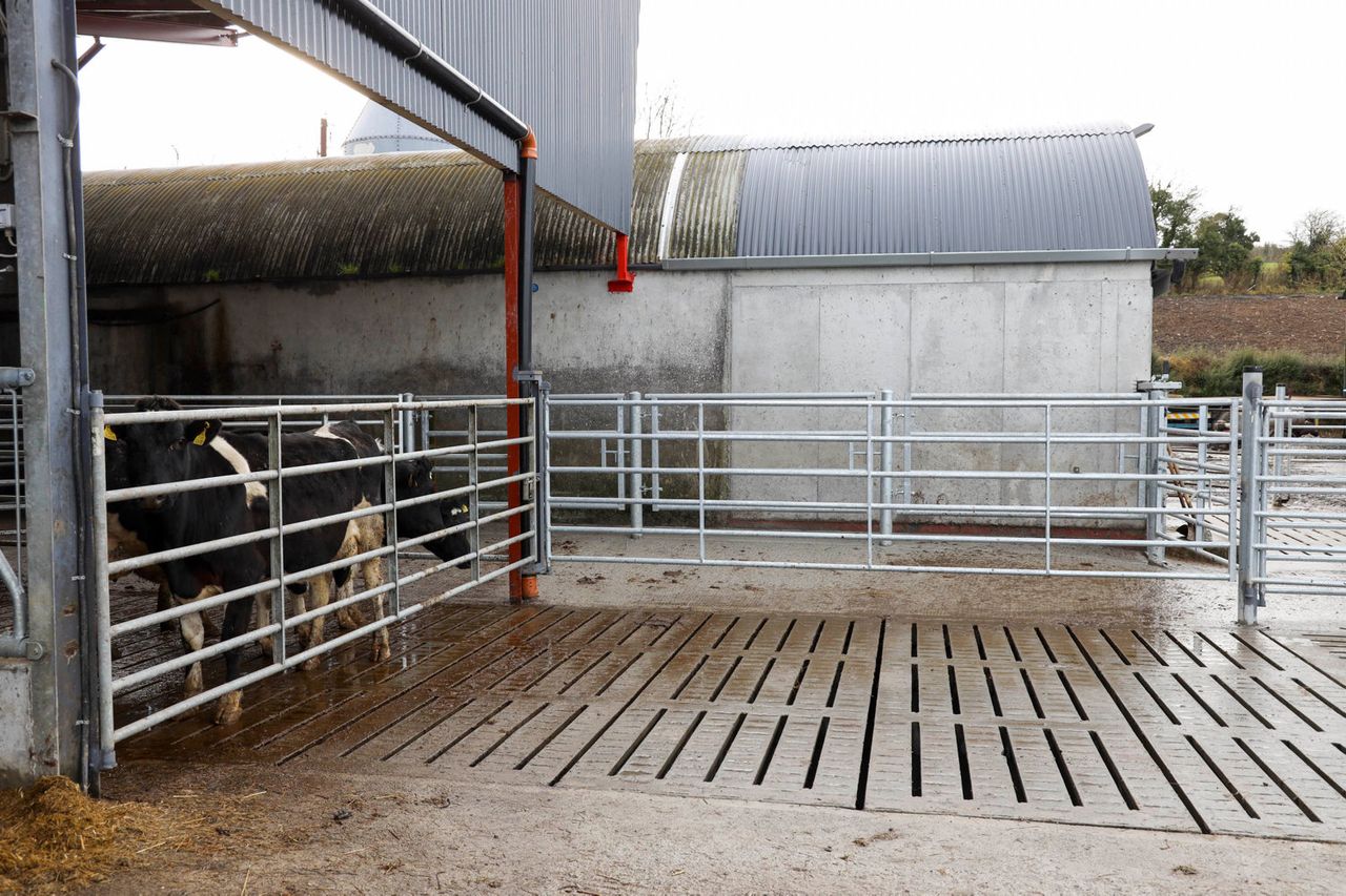 Get your cattle-handling facilities fit for purpose | Irish Independent