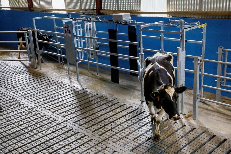 Reducing antibiotic use with Censortec CowControl | Irish Independent