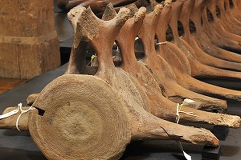 Rare whale skeleton on display | Irish Independent
