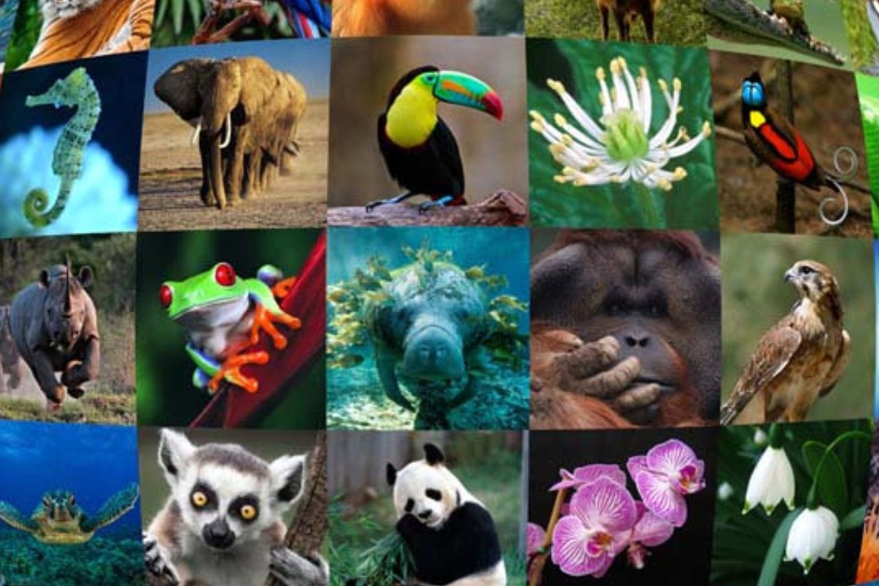 World Wildlife Day - raising awareness of endangered wild animals ...
