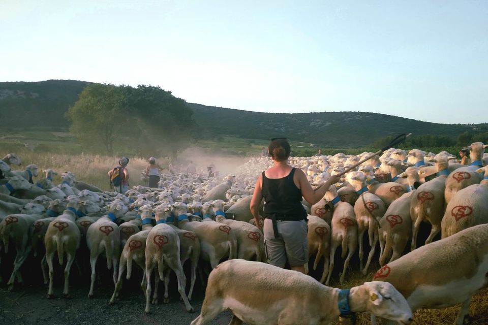 A familiar journey in search of cool pastures for French sheep | Irish ...