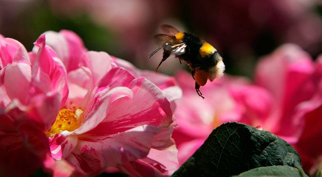 Super bees are buzzing through the winter chill | Irish Independent