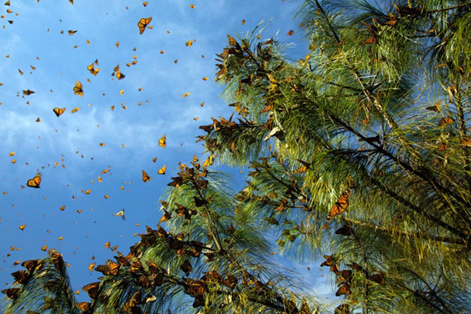 Monarch butterflies migrate to Central Mexico | Irish Independent