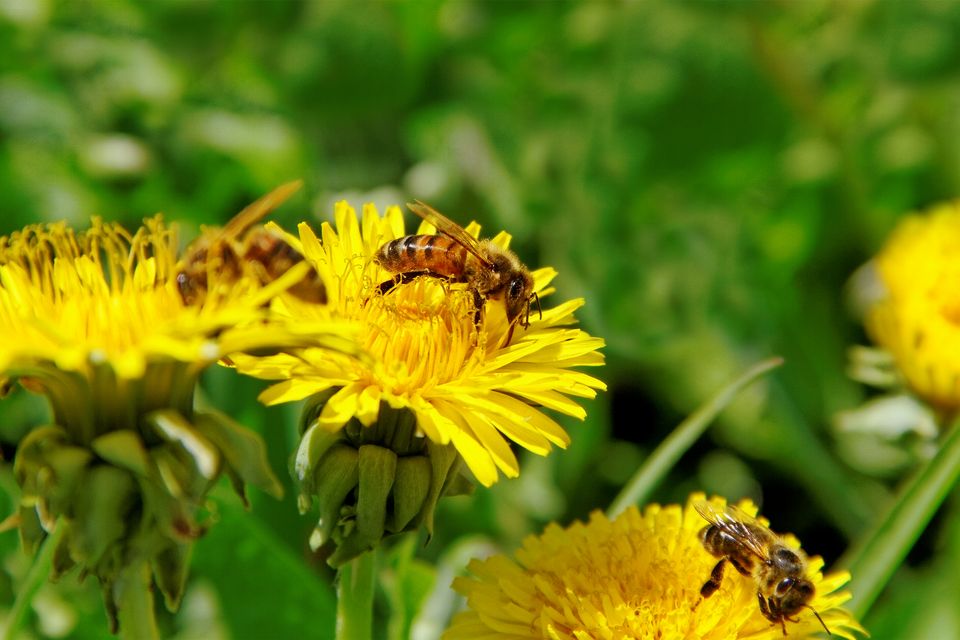 Bee happy: How to make your garden a wildlife haven | Irish Independent