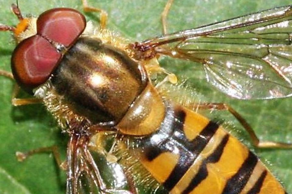 Hoverflies are good insects to have in your garden | Irish Independent