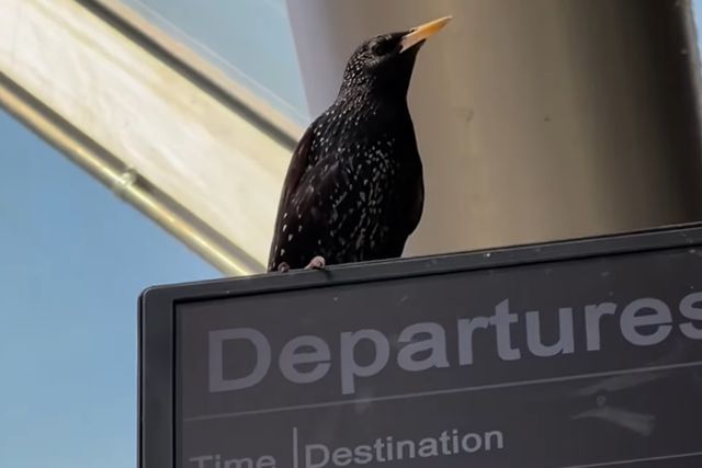 ‘Happy update’ from Dublin Airport as trapped starling is rescued from ...