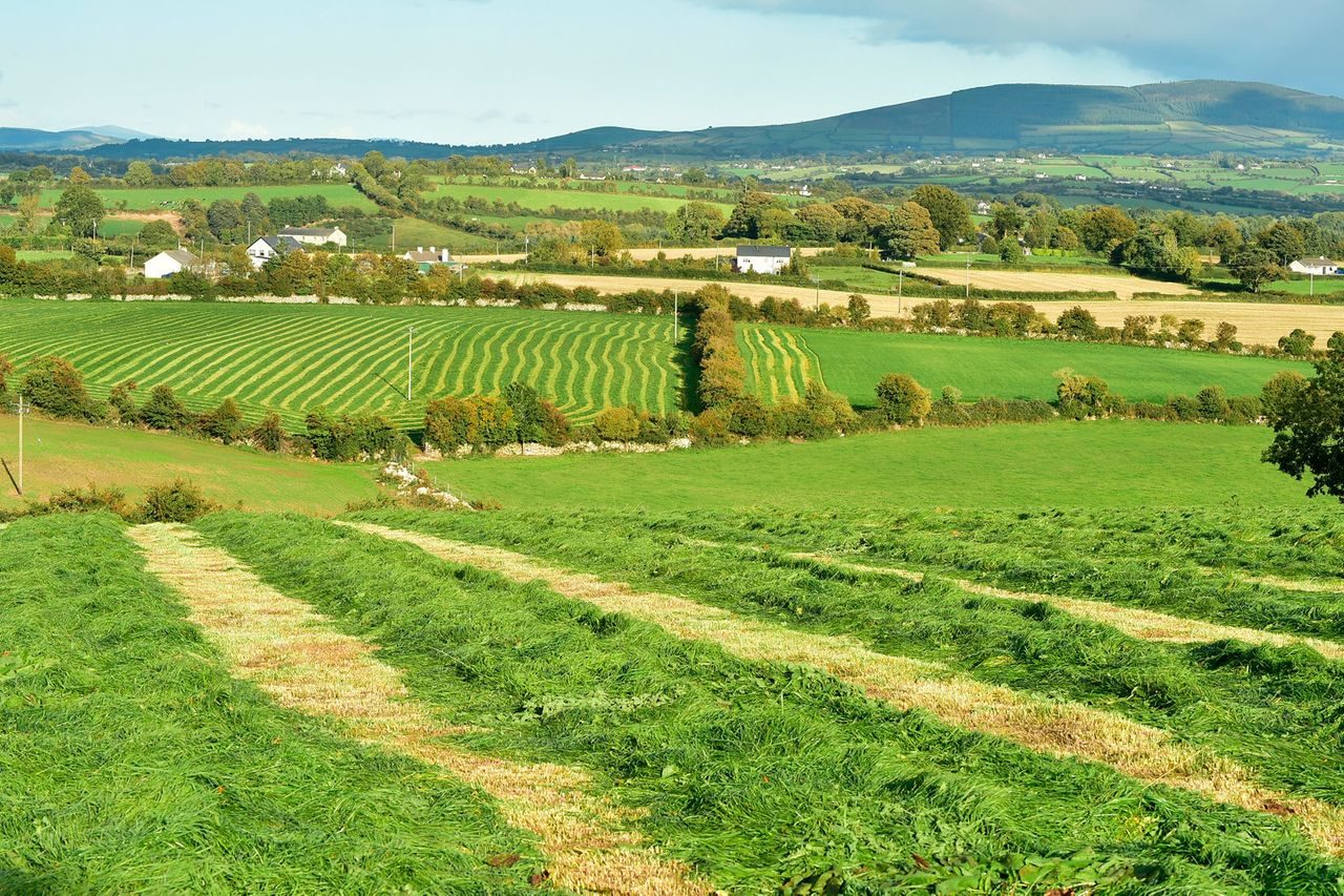 Build covers and take out surplus paddocks to bridge the fodder gap ...