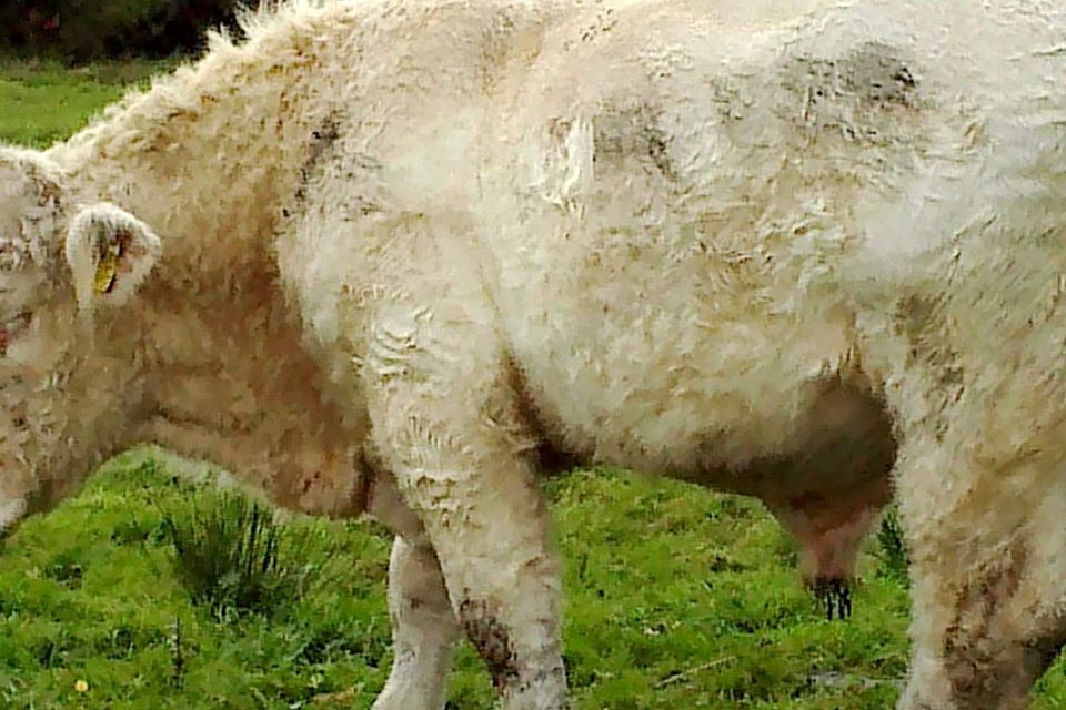 Benjy the gay bull to get the snip in UK 'sanctuary' | Irish Independent