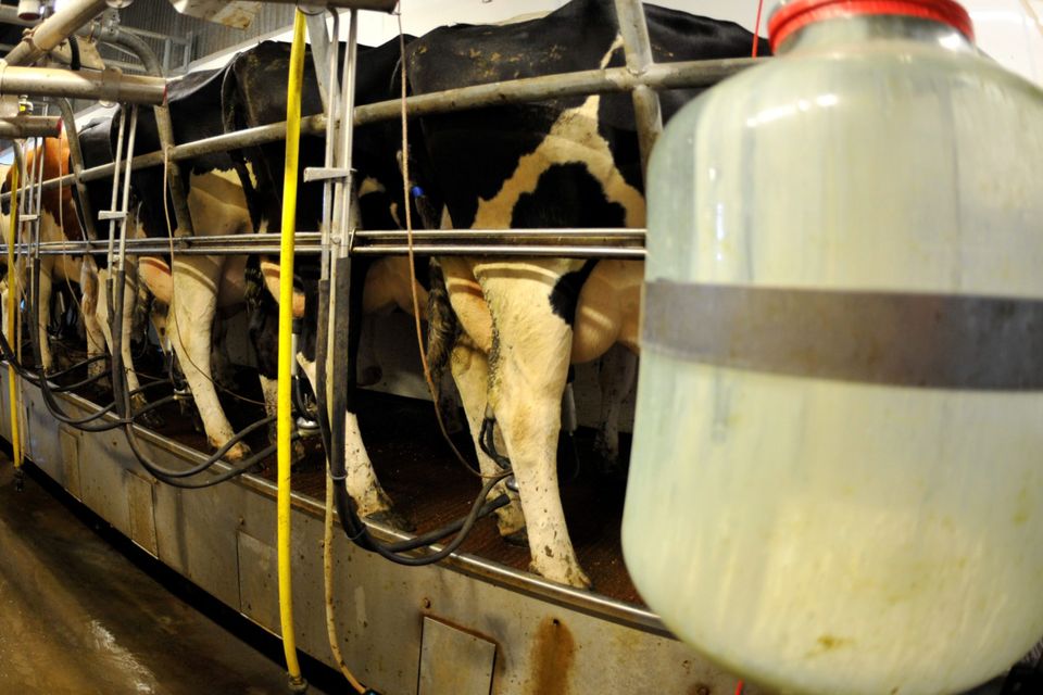 Dairy farm feasibility store