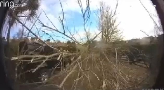 Video shows tree fall wrong way and into house in Wicklow | Irish ...