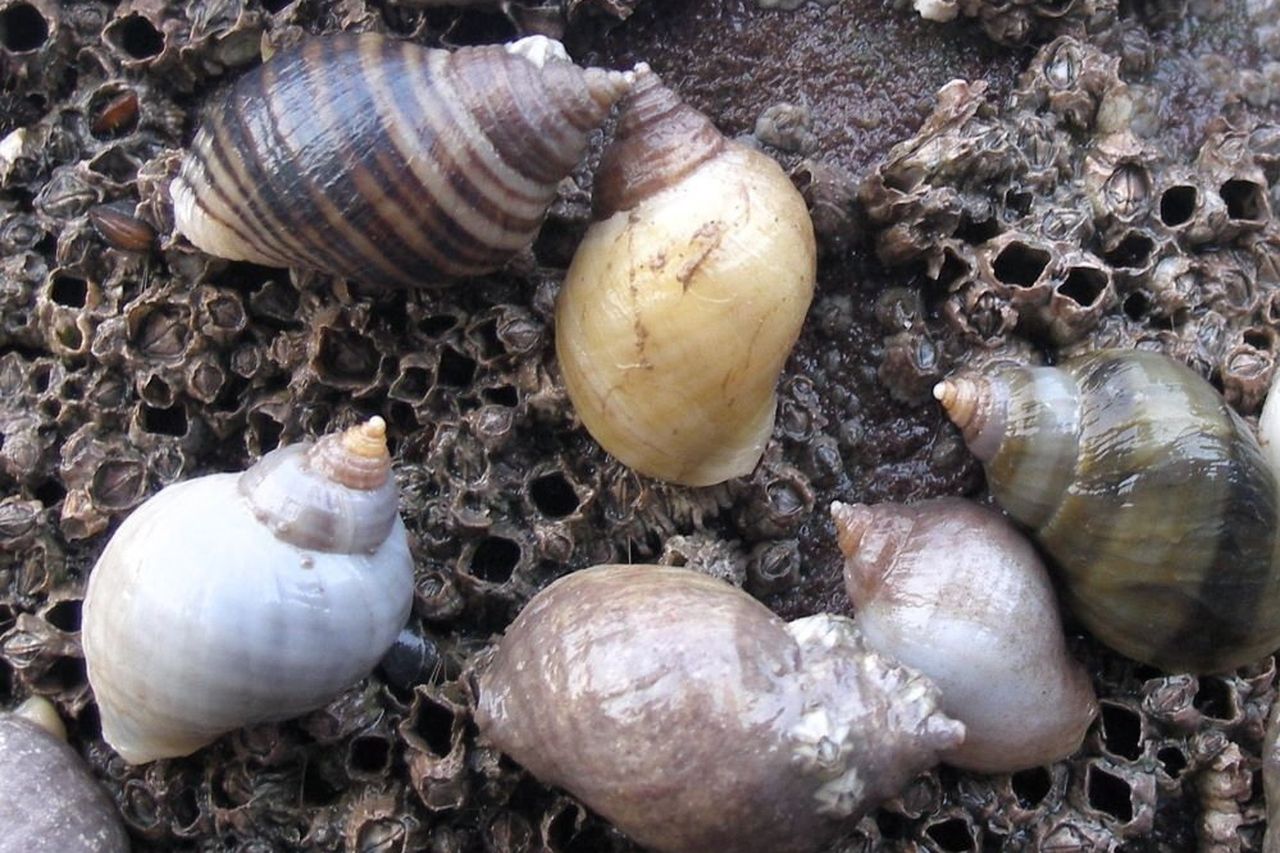 Nature Trail: Dog Whelks feed in a very strange way indeed | Irish ...
