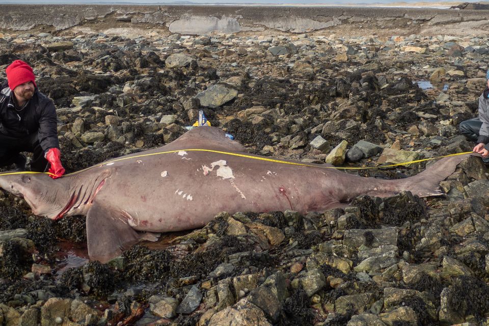 Scientist ‘couldn’t believe’ discovery of rare shark on Irish shore ...