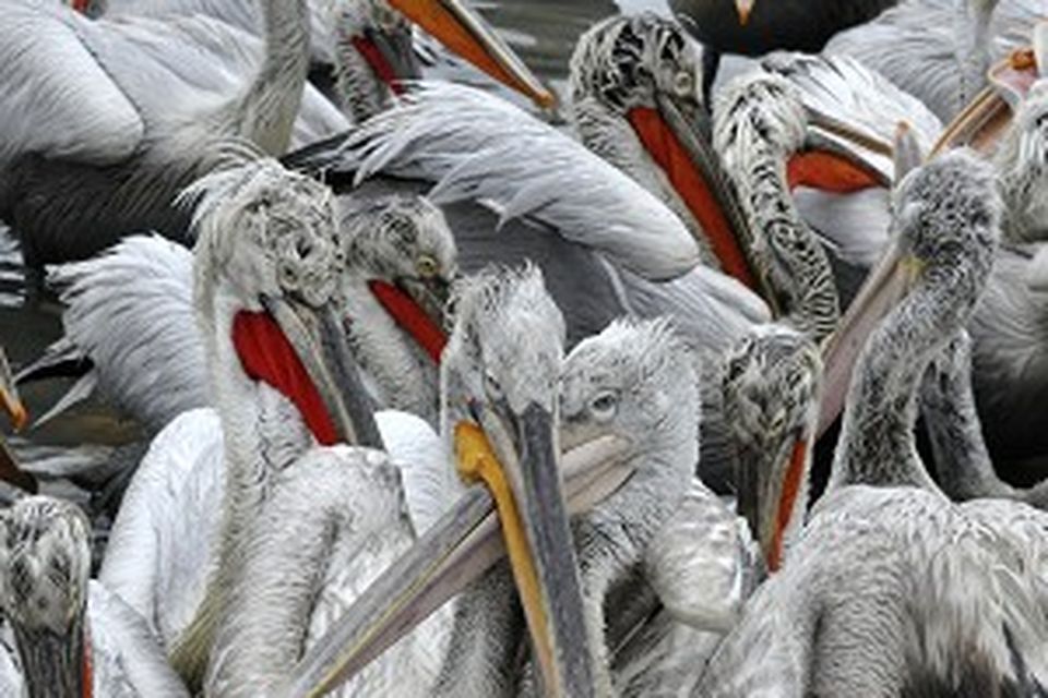 Race to save pelicans in frozen sea | Irish Independent