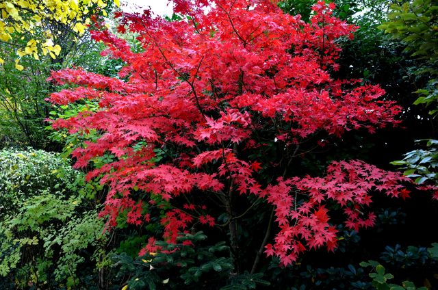 Diarmuid Gavin: Perfect plants for the garden pond | Irish Independent