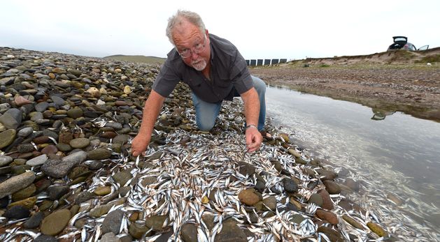 Millions of fish washed ashore on West Kerry beach in strange ...