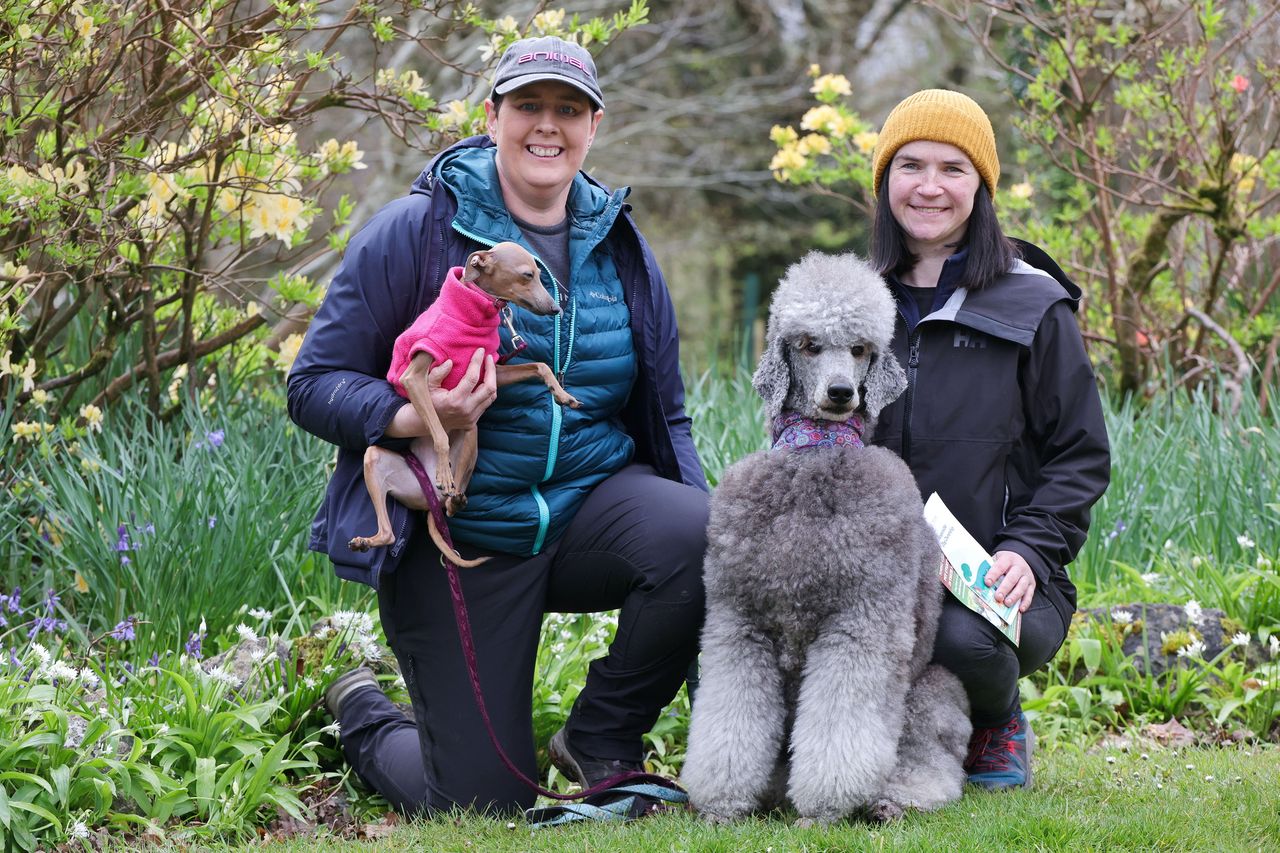 ‘Killarney National Bark’ event celebrates beloved dogs and their ...