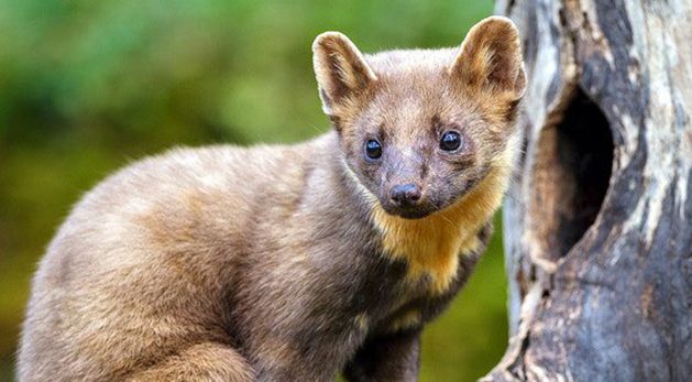 Cull should be the 'last resort' says Wildlife Trust | Irish Independent