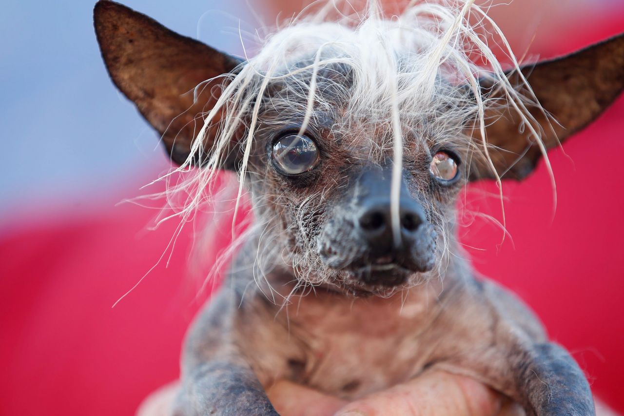 In pictures: The world's ugliest dogs | Independent.ie