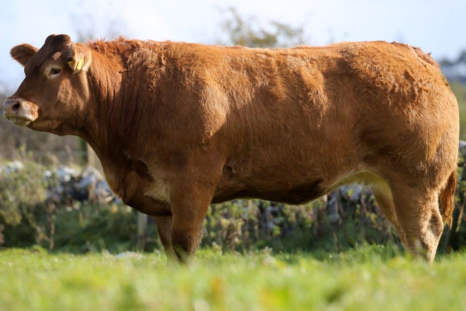 Suckler revival: In-calf suckler makes €5,000 | Irish Independent