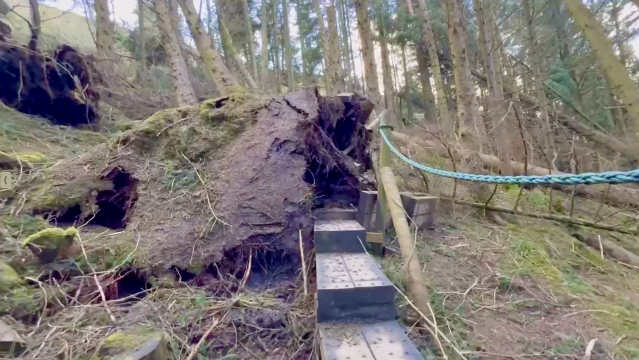 Sligo public warned to stay away from forests due to damage from Storm ...