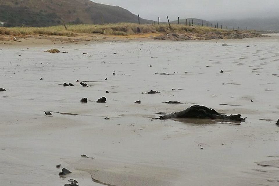 Shifting sands reveal evidence of ancient woodlands in Kilcummin ...