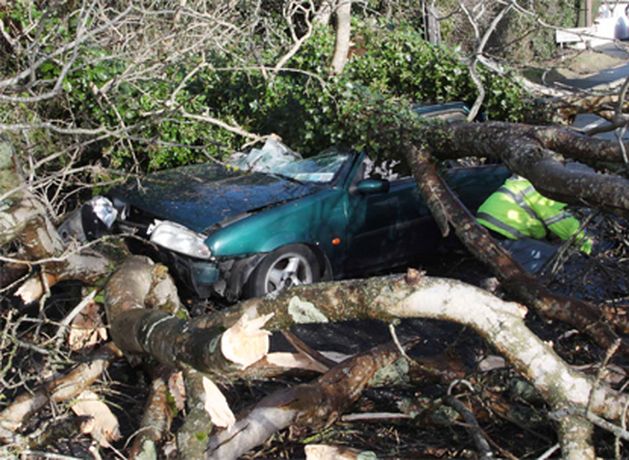 Injured motorist fights for life after falling tree crushes his car ...