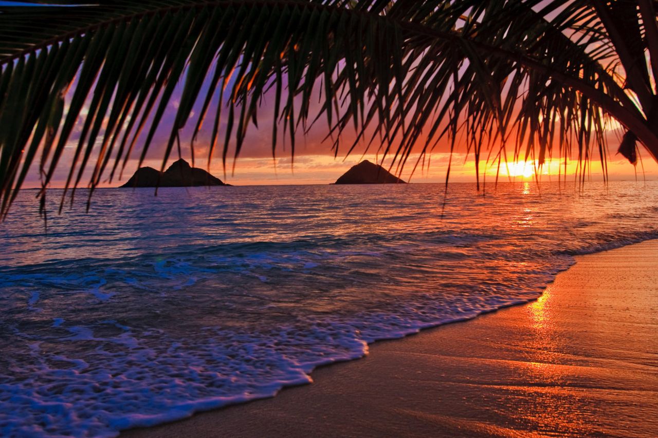 Aloha, Bud! Can Love/Hate make in Hawaii? | Independent.ie