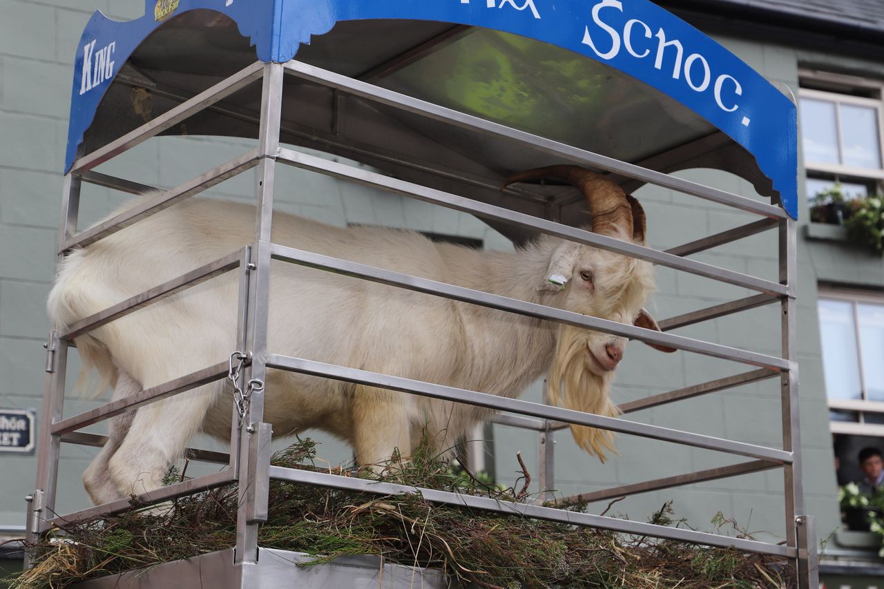 Puck Fair 2023 in Kerry captured in pictures – ‘The gods shone down on ...