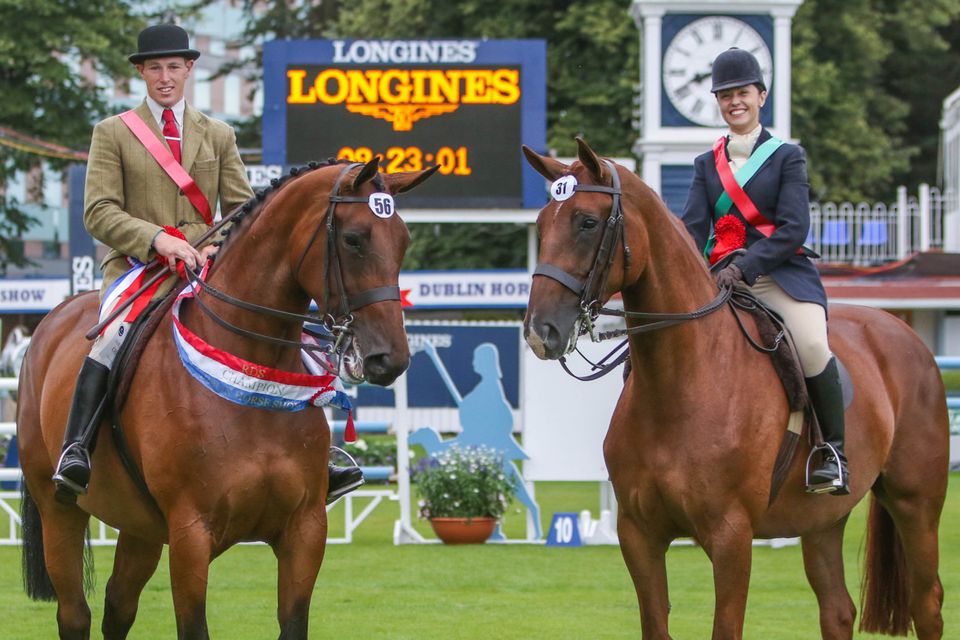 Spotlight on sport horse foals ahead of the RDS August show | Irish ...