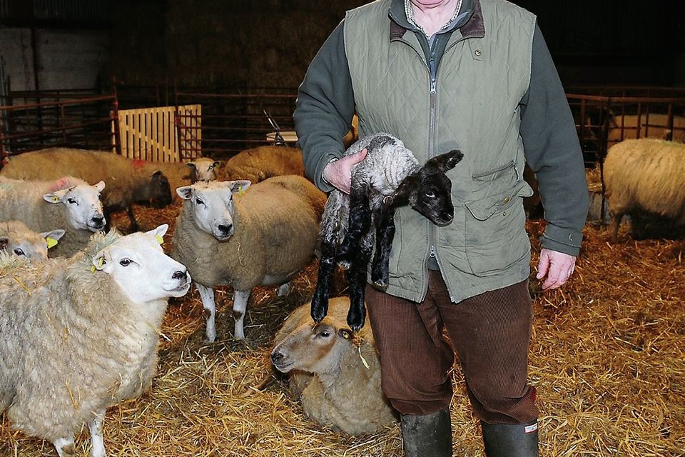 Sheep savaged in 'vicious' dog attack | Independent.ie