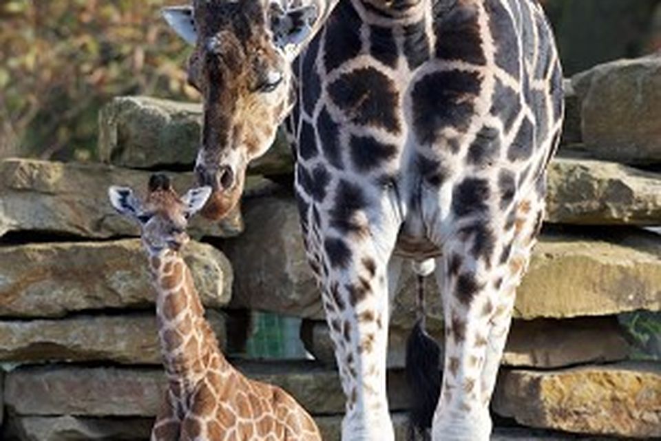 Public debut for zoo's baby giraffe | Irish Independent