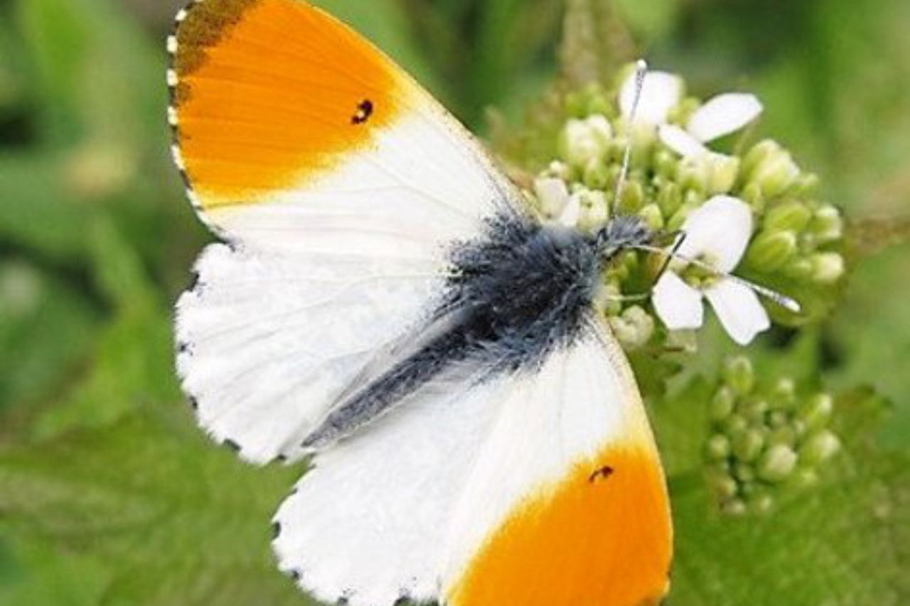 Orange Tip butterfly to be on the wing from late April | Irish Independent
