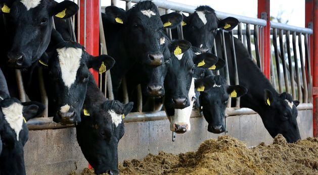 Farmers unaware of disease risk to themselves from healthy animals ...