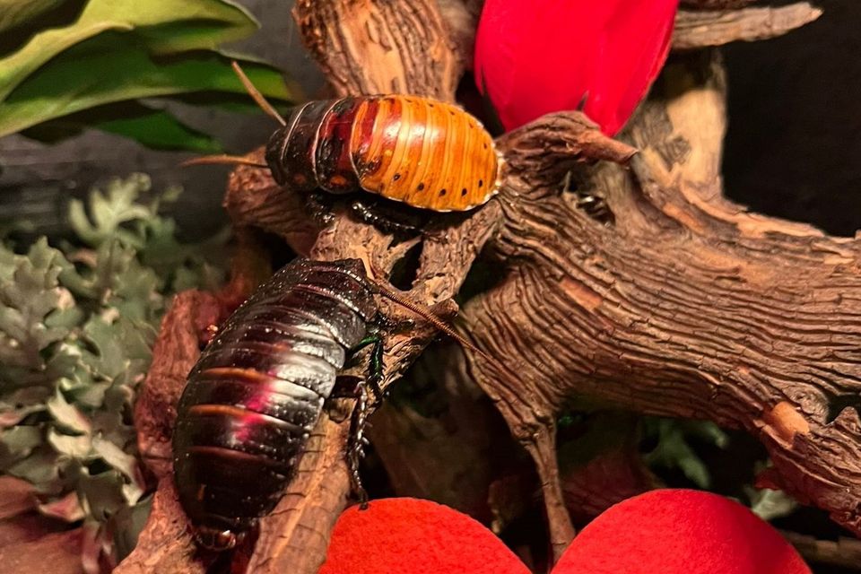 Name a cockroach after your ex this Valentine’s Day, says Wicklow ...