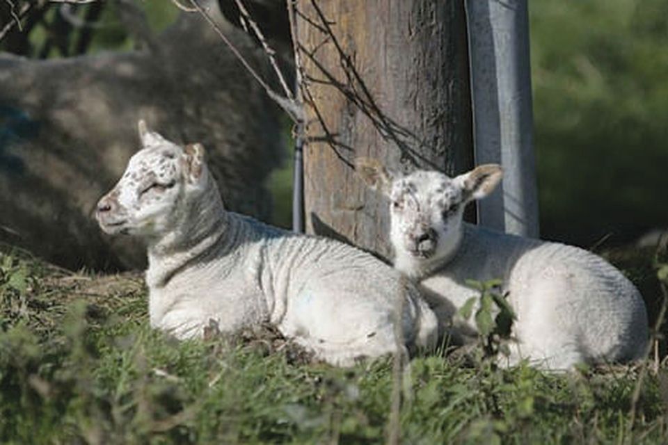 Rearing surplus lambs successfully | Irish Independent