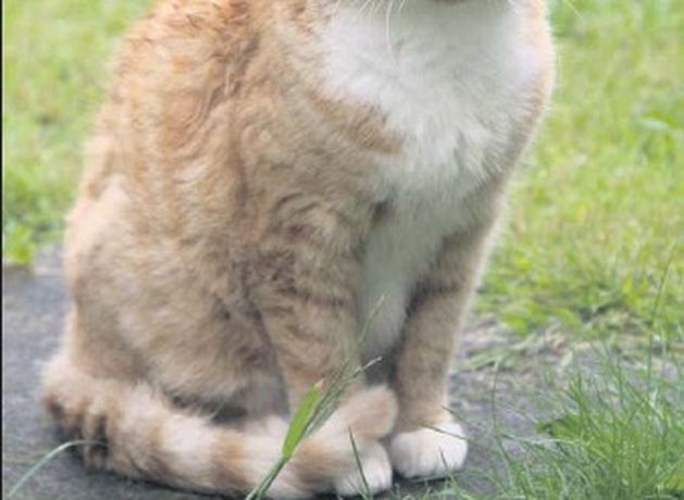 Feral cat nuisance can't be tackled by euthanasia alone | Irish Independent