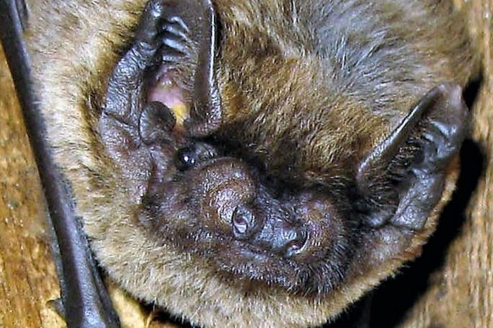 Irish population of Leisler's Bat largest in Europe | Irish Independent