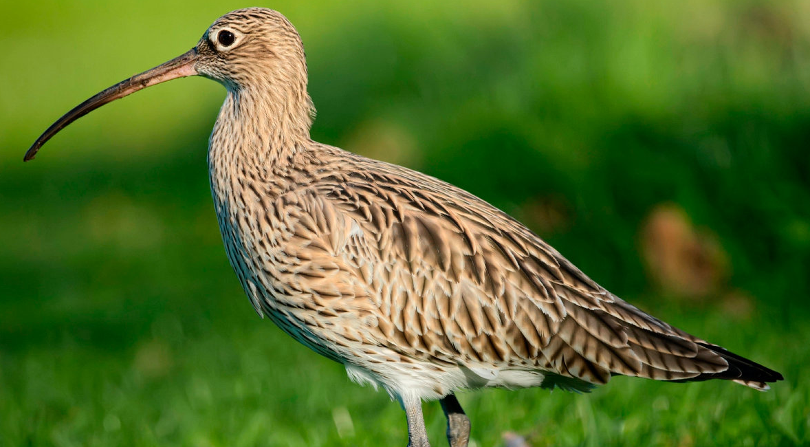 Irish native curlew close to extinction | Independent.ie