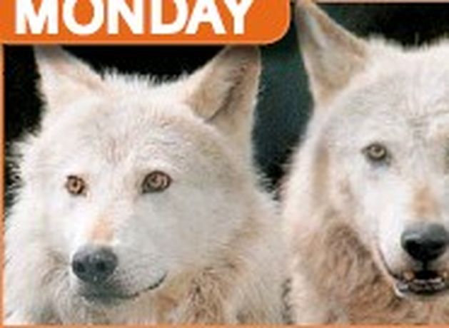 Wolfland | Irish Independent