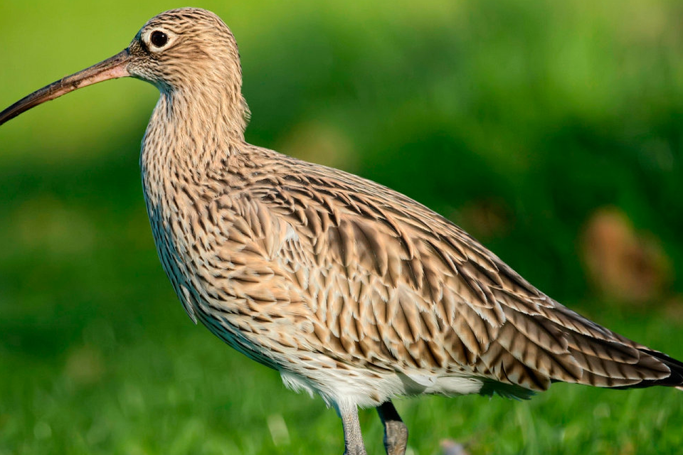 Irish native curlew close to extinction | Irish Independent