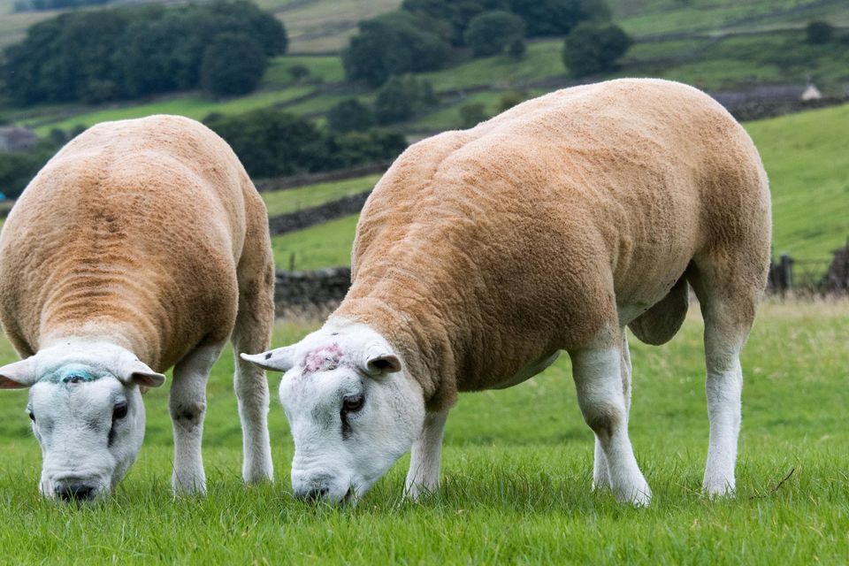 Explainer: What farmers need to know about genomic testing in the new ...