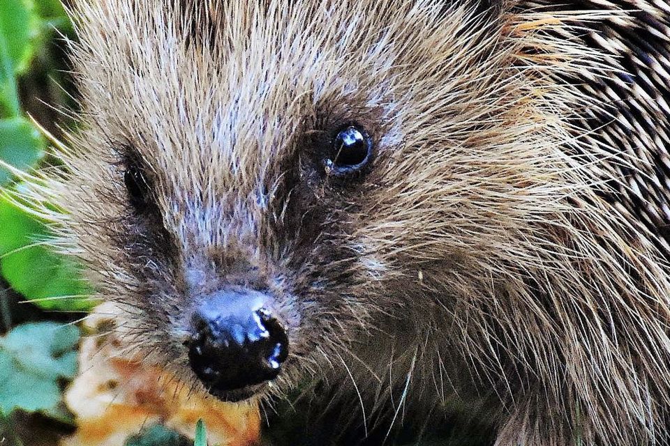Second national Hedgehog survey now on | Irish Independent