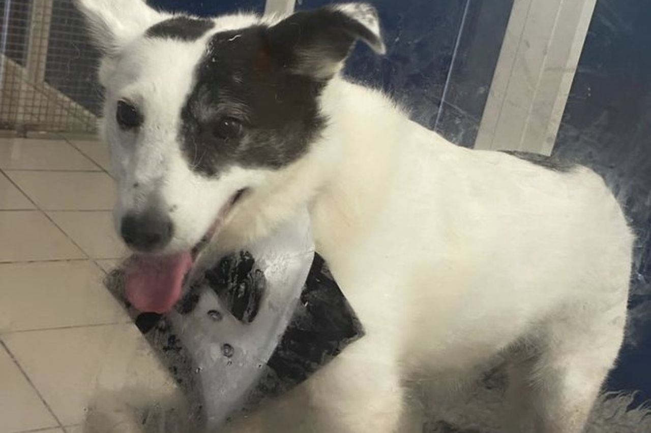 Rescue dog Jordan who ‘got all dressed up’ for family who didn’t show ...