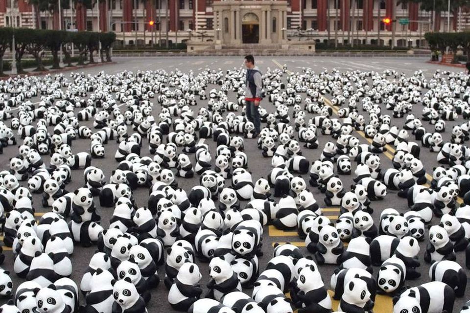Pandas on Tour | Independent.ie