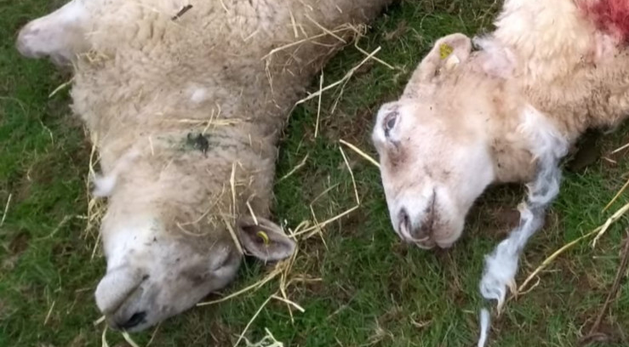 Farmer appeals to dog owners after vicious sheep kill | Irish Independent