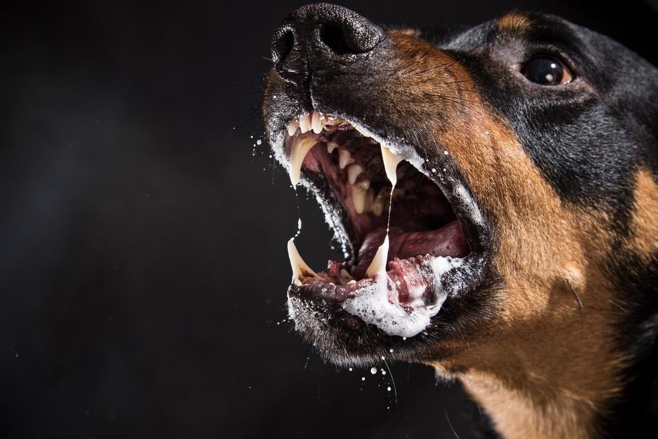 Dog attack in Kerry raises need for vigilance | Irish Independent