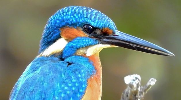 NPWS grants are available to record nature | Irish Independent