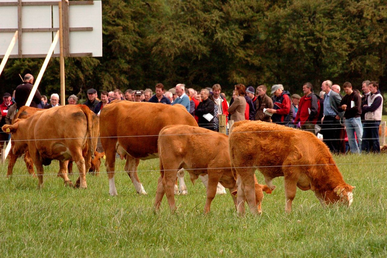 Clover boosts liveweight gain, Grange research shows | Irish Independent