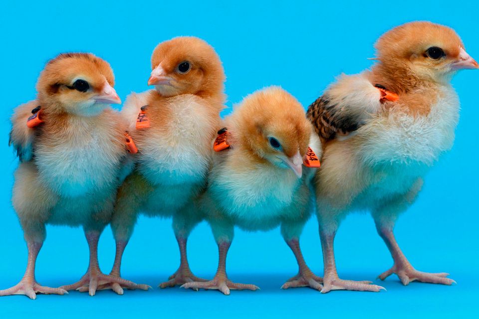 Scientists setting up a rare poultry 'genetic ark' | Irish Independent