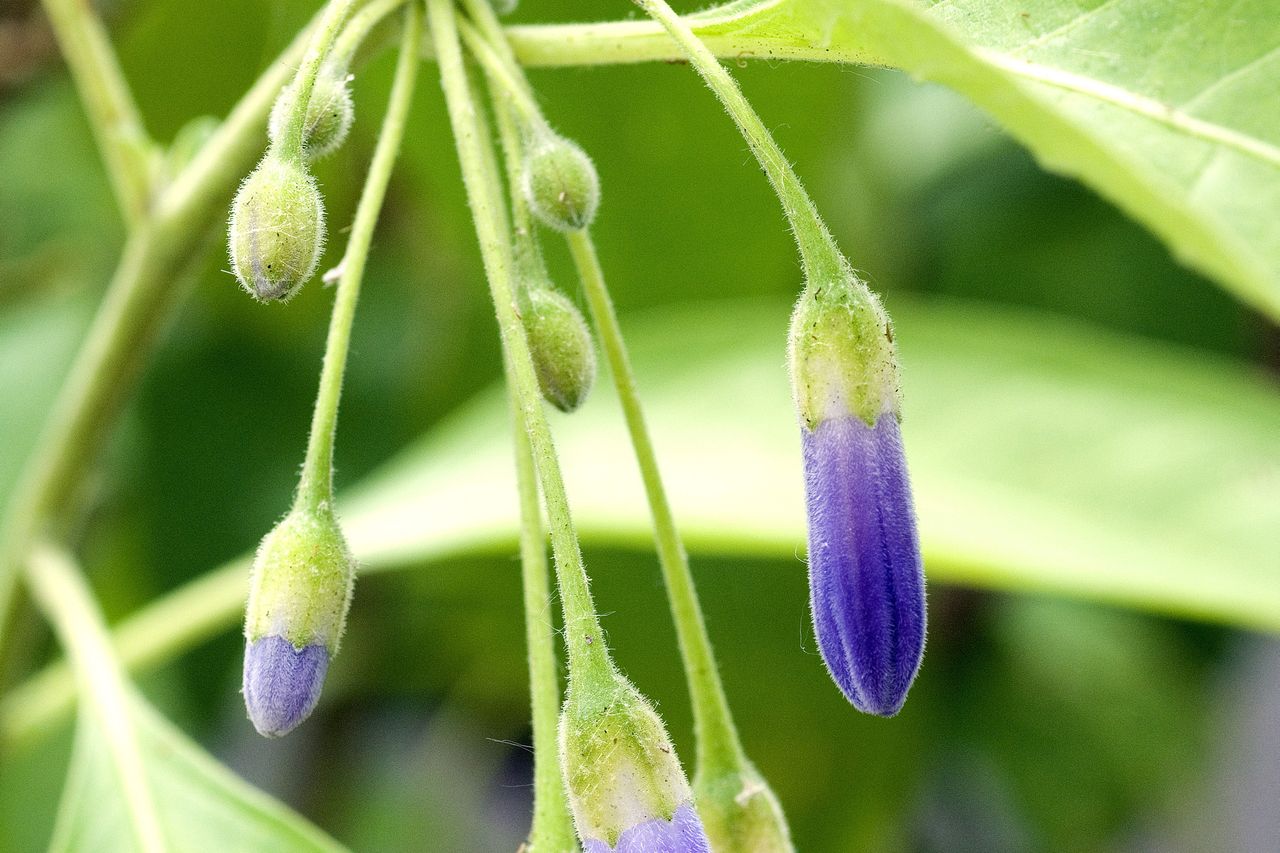 Diarmuid Gavin: Bee-friendly plants for colourful flower beds | Irish ...